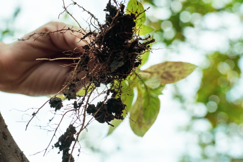 Planting a Tree, Plant the Bottom View Tree. Stock Image - Image of ...