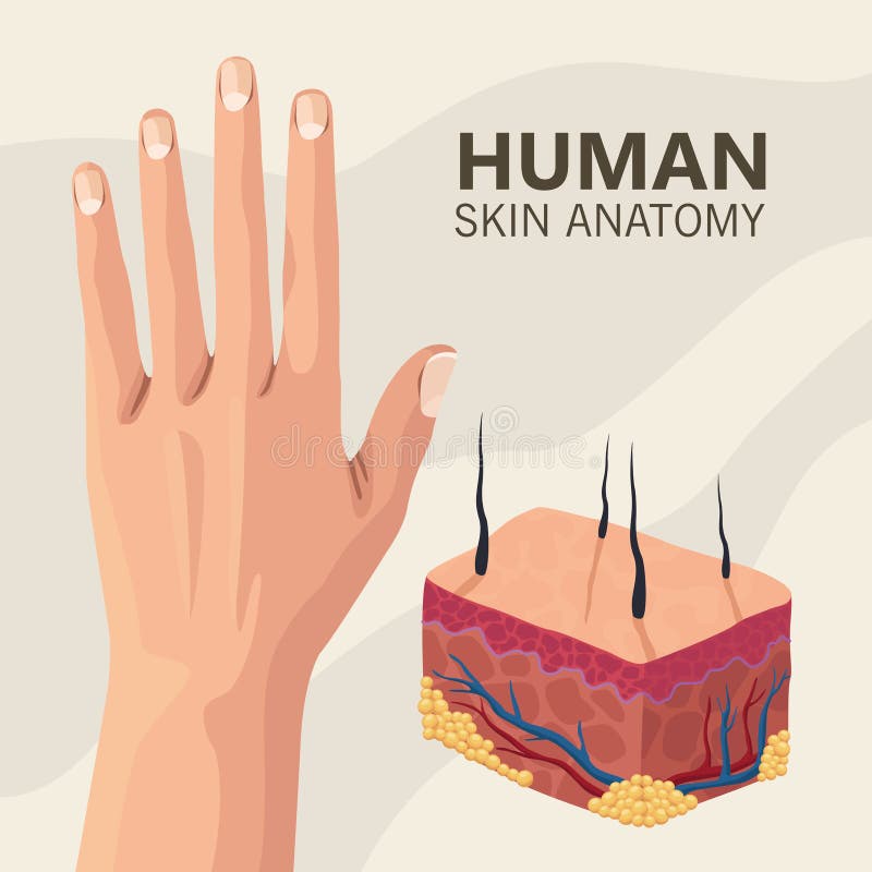 Hand and human skin stock vector. Illustration of medical - 244566424
