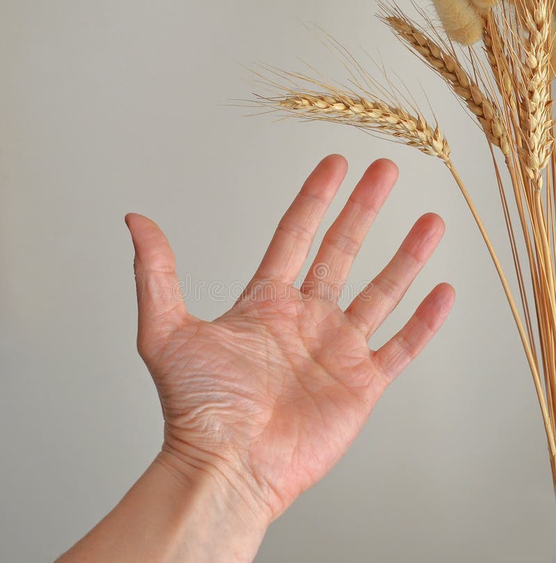Hand of hungry man stock image. Image of feeding, help - 31033509