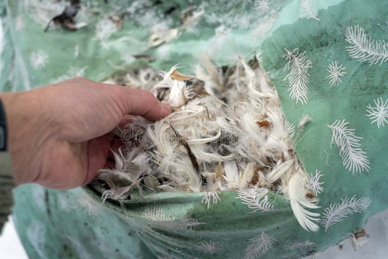 Feather from a Pillow Under a Microscope Stock Image - Image of times ...