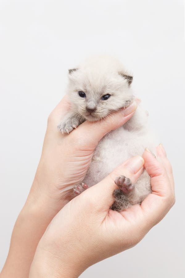 Hand and kitten stock image. Image of hand, animal, small - 31496871