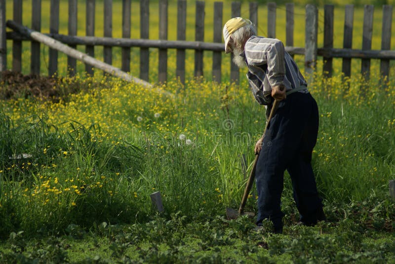 Hand labour stock photo. Image of farmer, bread, food - 11496178