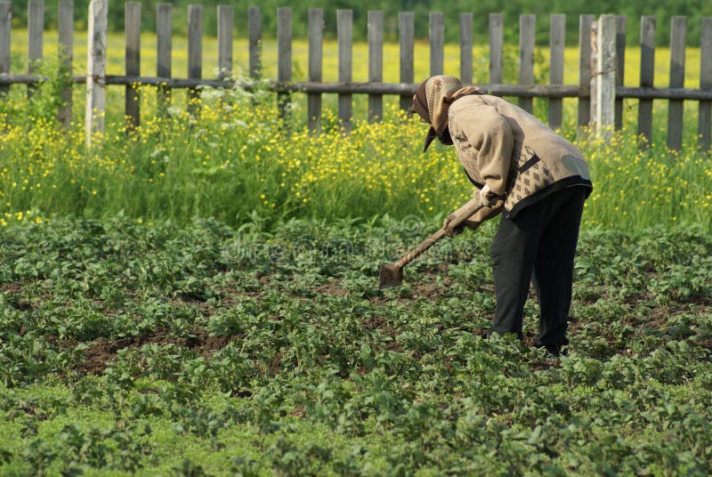 Hand labour stock photo. Image of land, food, expression - 11496242