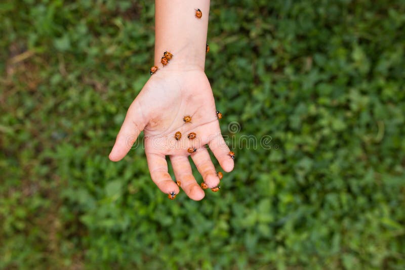 Lady Bug in Garden. Ladybug is Friend of Gardener Stock Image - Image ...