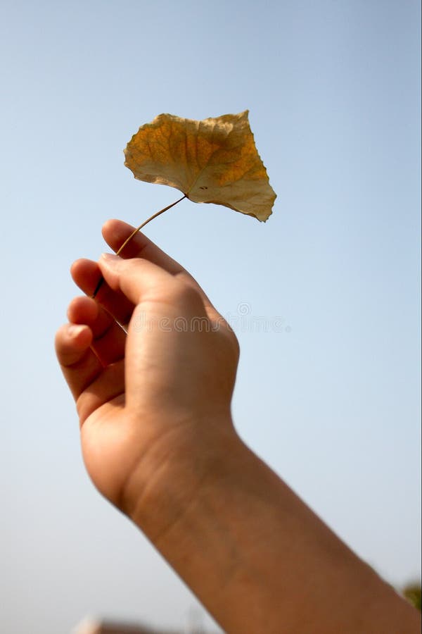 Hand and leaf stock photo. Image of surface, autumn, sunlight - 5248846