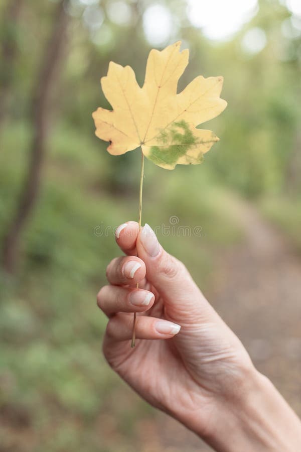 Hand leaf stock photo. Image of leaves, nature, alone - 48303472