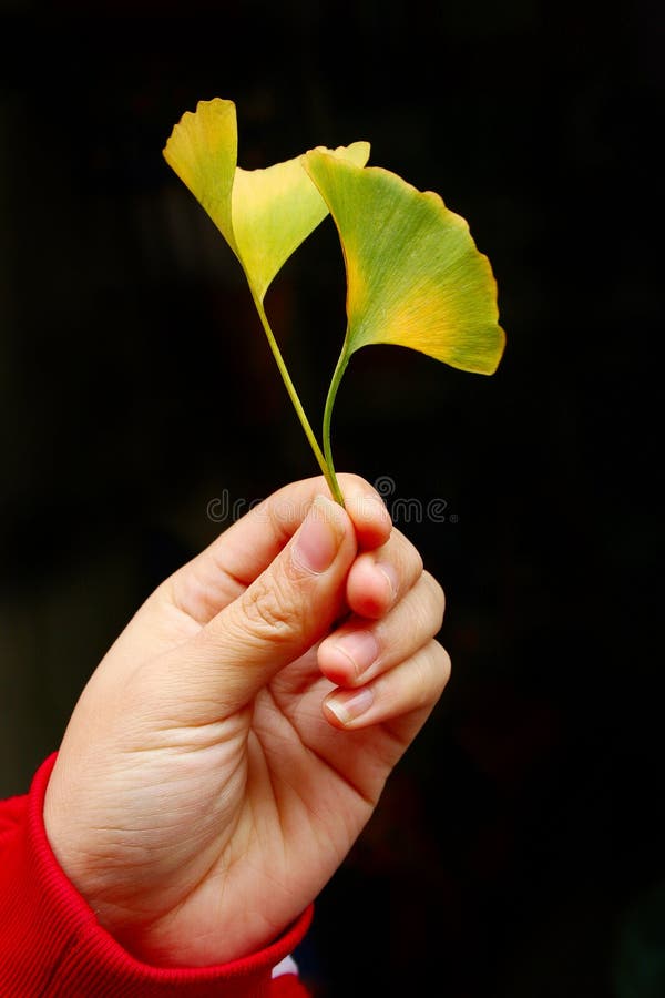 Hand and leaves stock image. Image of conservation, close - 7126743