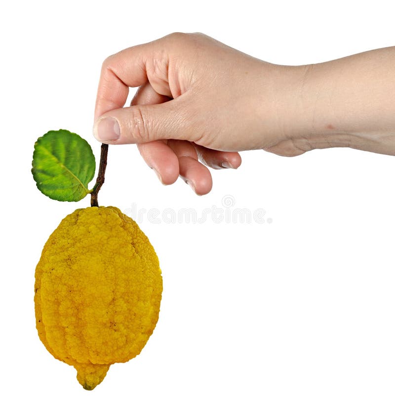 Hand with a Lemon Isolated on White Stock Image - Image of fruit, hand ...