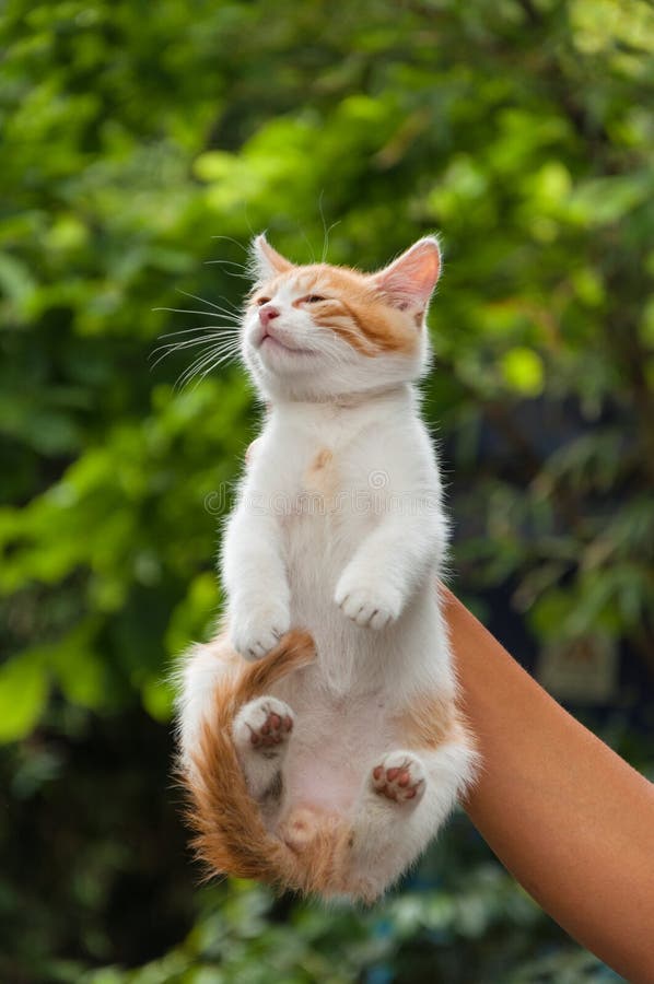 Hand lifting street kitten stock image. Image of young - 98172573