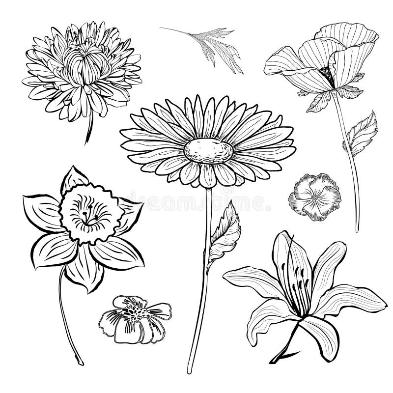 Hand Made Set of Flowers and Herbs Stock Vector - Illustration of ...