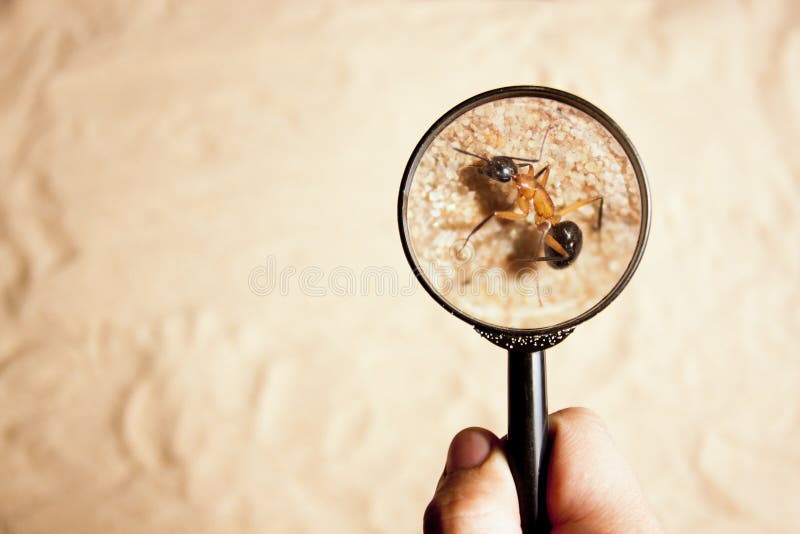 Hand with magnifying glass stock image. Image of concept - 14309687