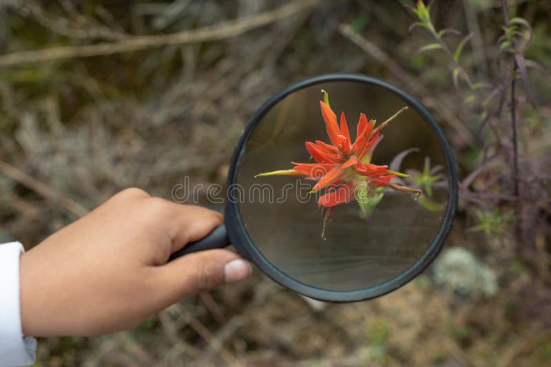 Hand with a Magnifying Glass with a Flower Stock Image - Image of ...