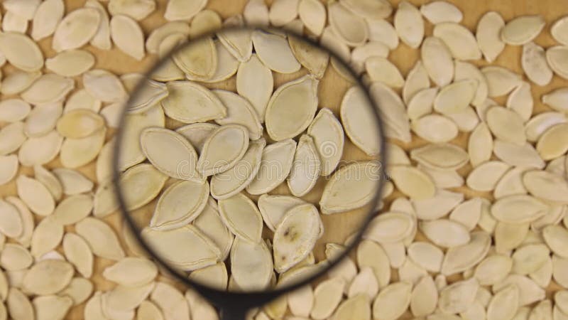 Hand with Magnifying Glass Increases Pumpkin Seeds Stock Footage ...
