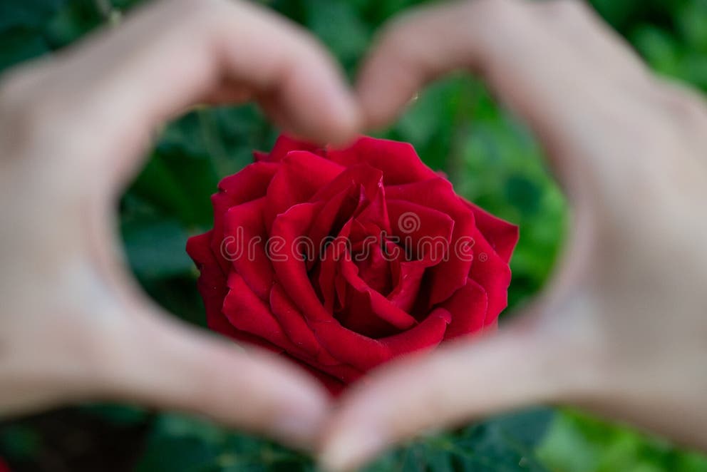 Hand Making a Heart Shape on Blooming Red Rose Stock Image - Image of ...