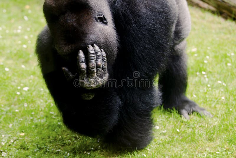 Gorilla Face stock image. Image of back, great, captive - 14303255