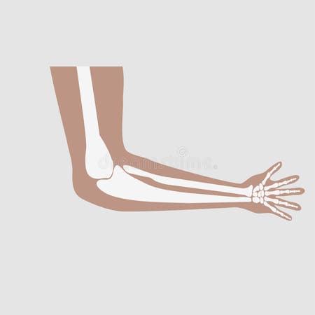 Hand Man Elbow Wrist Joints Stock Illustrations – 53 Hand Man Elbow ...
