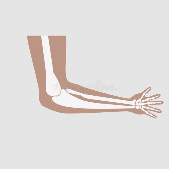 Hand Man Elbow Wrist Joints Stock Illustrations – 48 Hand Man Elbow ...