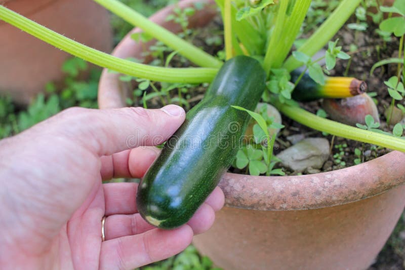 Hand of a Man Growing Zucchini in Pots Stock Photo - Image of hand ...