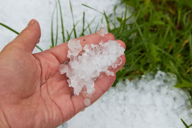 In the Hand of a Man Hail,a Lot of Hail Fell on the Grass in the Summer ...