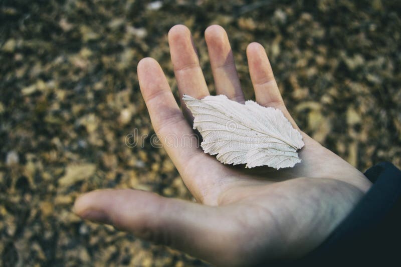 Hand of a Man Holding a Fallen Leaf from a Tree Stock Photo - Image of ...