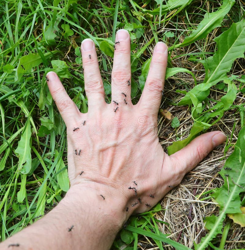 Hand of Man with Many Ants on the Leaves Stock Photo - Image of sting ...