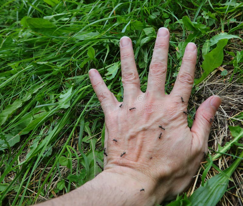 Hand of man with many ants stock photo. Image of fingers - 285944768
