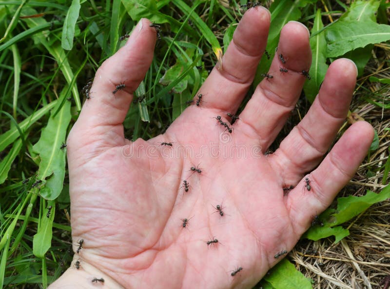 Hand of man with many ants stock photo. Image of ants - 289138294