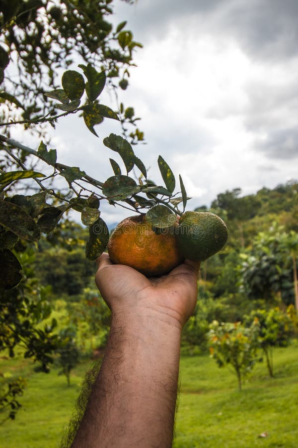 Hand of a Man Taking Some Tangerines from a Branch of a Tree with a ...