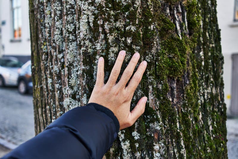 Hand of Man Touching Tree at Park Stock Photo - Image of people ...