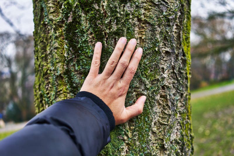 Hand of Man Touching Tree at Park Stock Photo - Image of touching ...