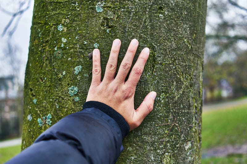 Hand of Man Touching Tree at Park Stock Photo - Image of grass, ecology ...
