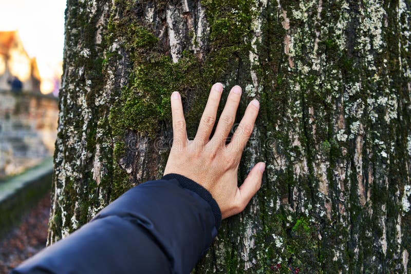 Hand of Man Touching Tree at Park Stock Photo - Image of care, touching ...