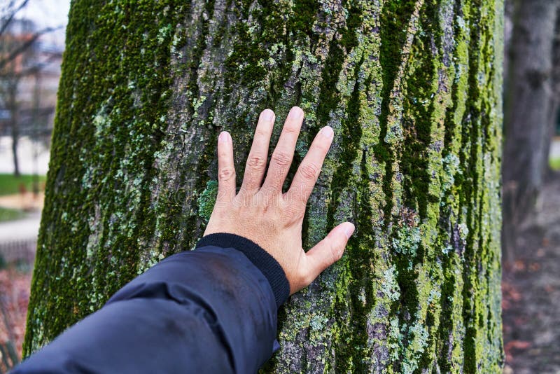 672 Man Hand Touching Tree Stock Photos - Free & Royalty-Free Stock ...