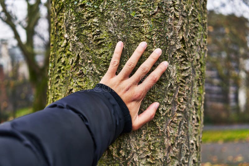 Hand of Man Touching Tree at Park Stock Photo - Image of natural ...