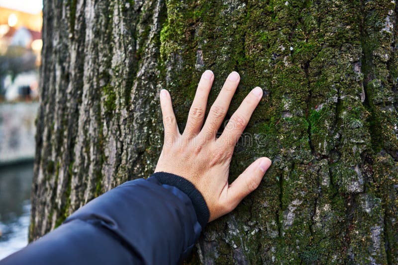 Hand of Man Touching Tree at Park Stock Image - Image of outdoor ...
