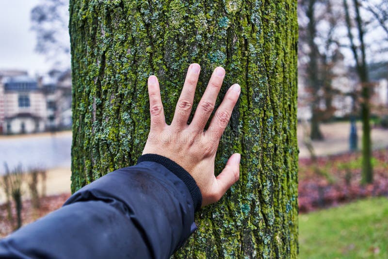Hand of Man Touching Tree at Park Stock Photo - Image of natural ...
