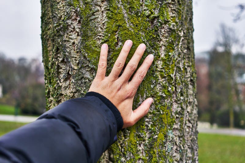 Hand of Man Touching Tree at Park Stock Photo - Image of garden, hand ...