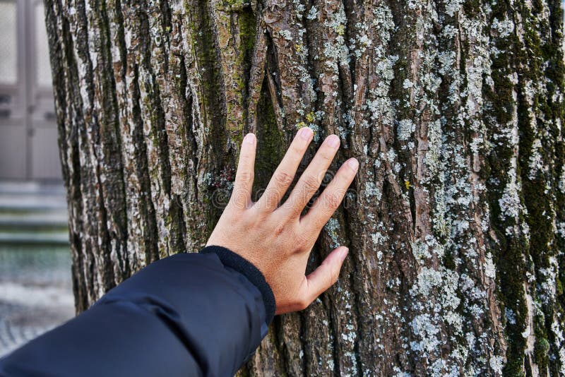Hand of Man Touching Tree at Park Stock Photo - Image of conservation ...