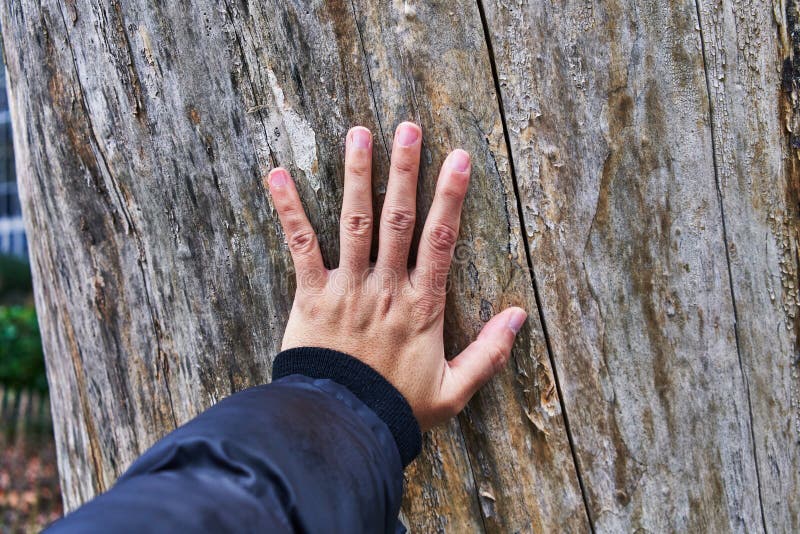 Hand of Man Touching Tree at Park Stock Image - Image of touch, fingers ...
