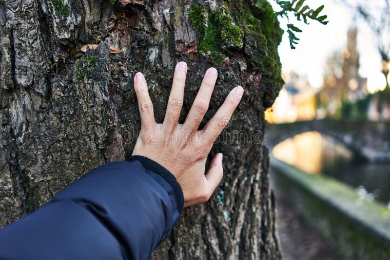 Hand of Man Touching Tree at Park Stock Photo - Image of conservation ...