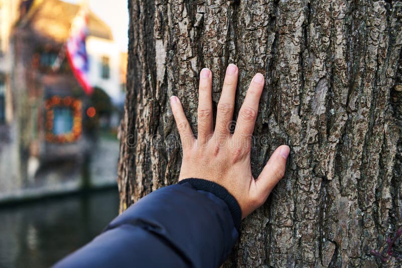Hand of Man Touching Tree at Park Stock Image - Image of fingers, eath ...