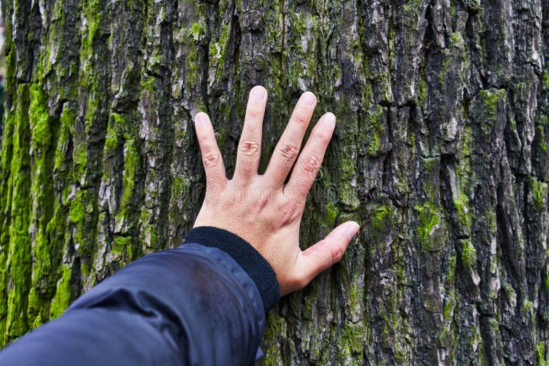 Hand of Man Touching Tree at Park Stock Photo - Image of outdoor ...