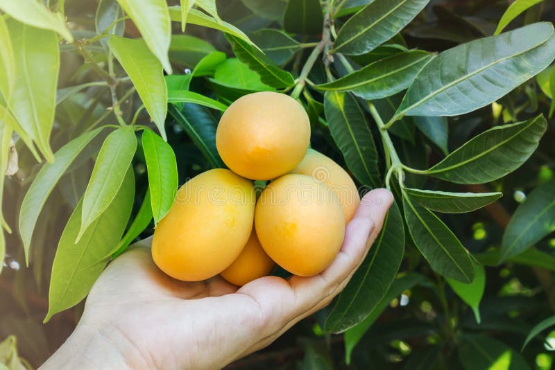 Hand and Mango Plum Fruits Under Tree Garden View Stock Image - Image ...