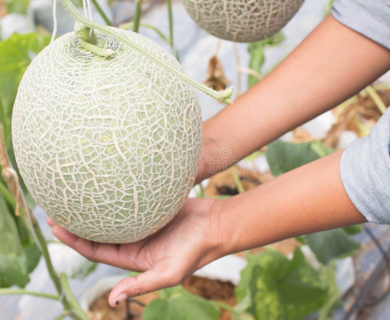 Hand melon harvest stock photo. Image of vegetable, health - 59476308