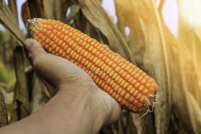 Hand men harvesting corn stock photo. Image of farm, season - 78066420