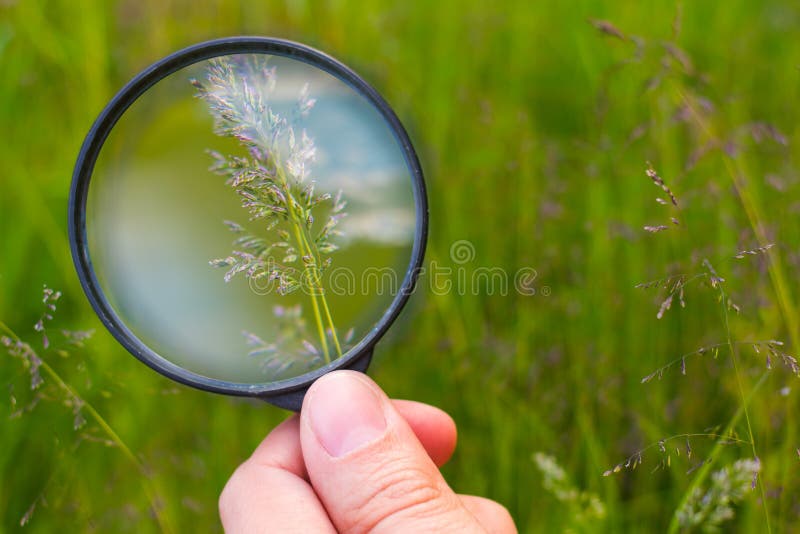 Hand Mit Einer Lupe Auf Dem Hintergrund Der Natur Stockbild - Bild von ...