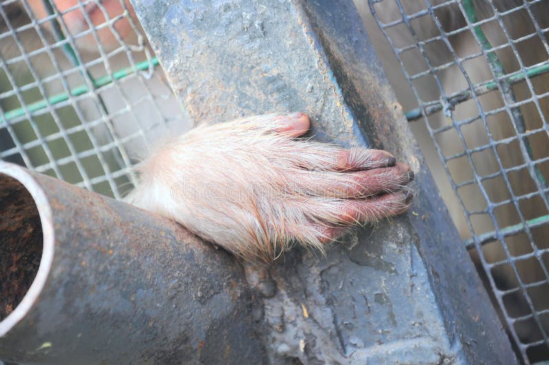 Hand of a monkey stock photo. Image of environment, closeup - 29026314