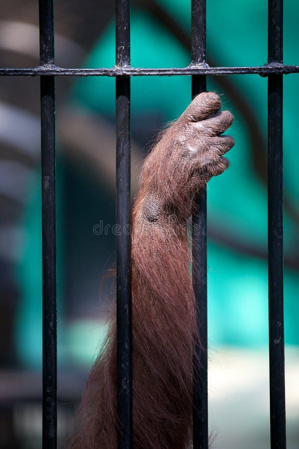 Hand monkey in a cage stock photo. Image of catch, hairy - 24987648