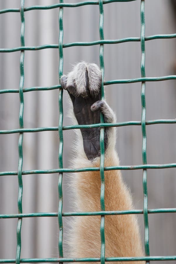 Hand monkey stock image. Image of hand, furry, freedom - 53935235