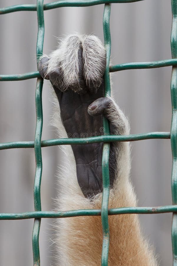 HAND of a MONKEY stock image. Image of animal, escape - 88205699